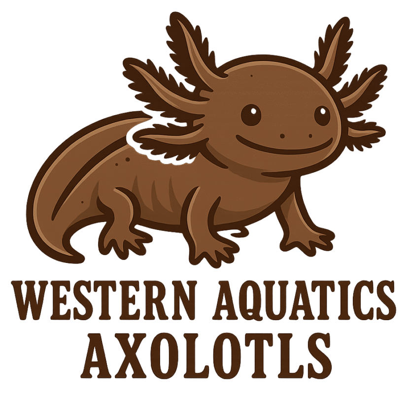 Melanoid Melanoid Melanoid